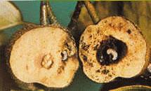 배명나방(Pear fruit moth | Syngenta