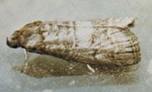 배명나방(Pear fruit moth | Syngenta